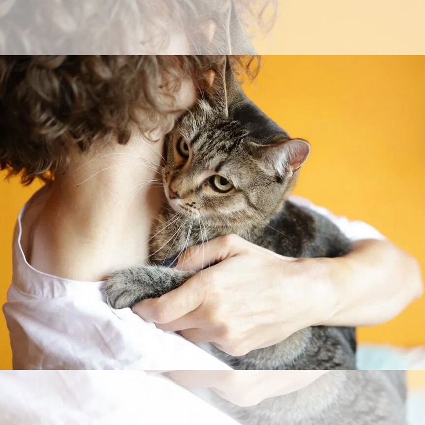 Кошка Пушинка