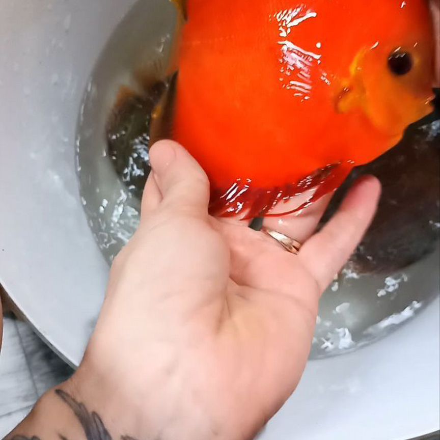 Дискусы