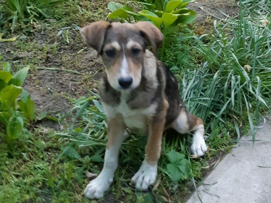 Щенок, мальчик, 4 месяца