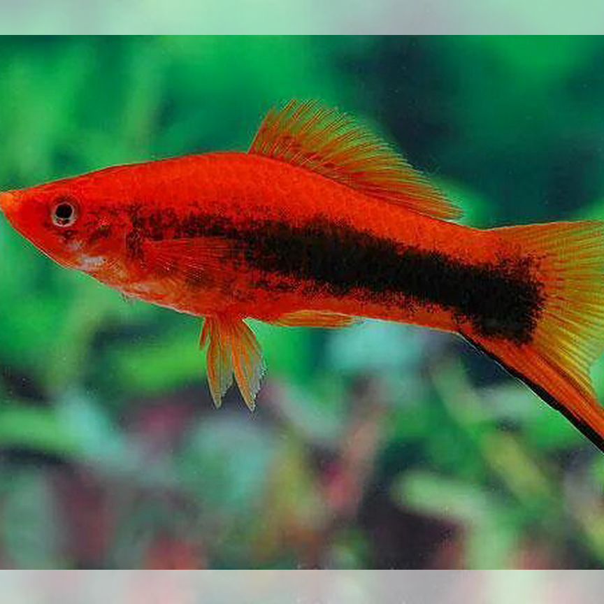 Продам Меченосцев