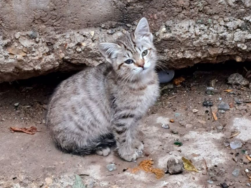 Котодевочка, возраст примерно 2 месяца