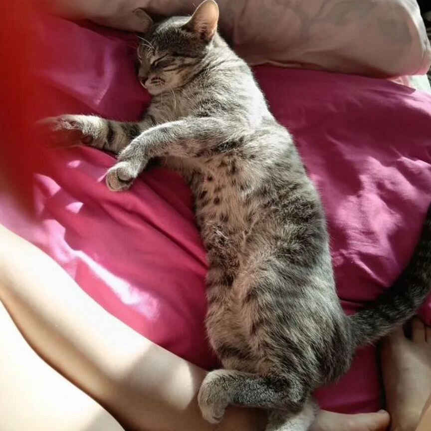 Сибирский котёнок