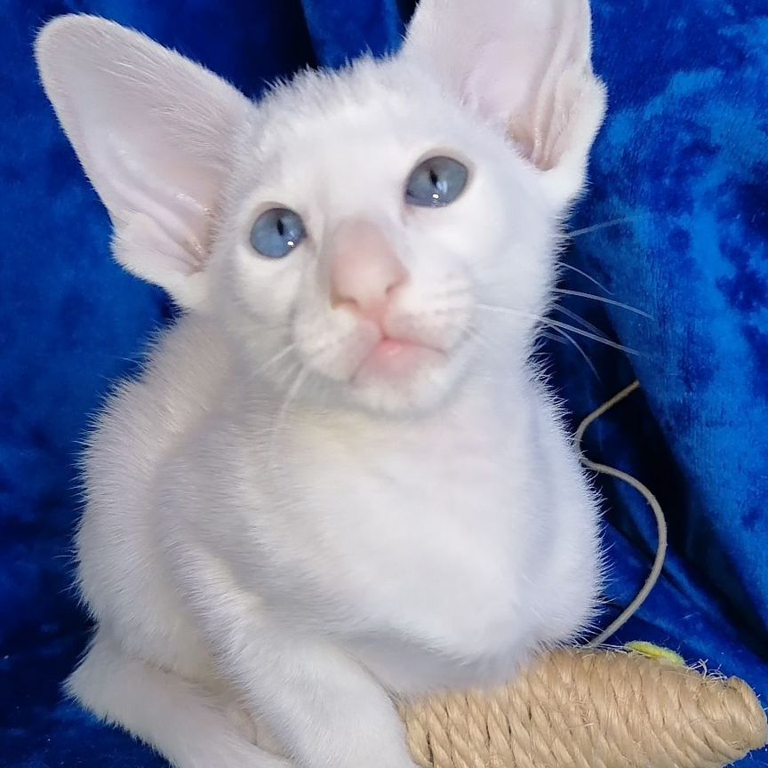 Ориентальные котята