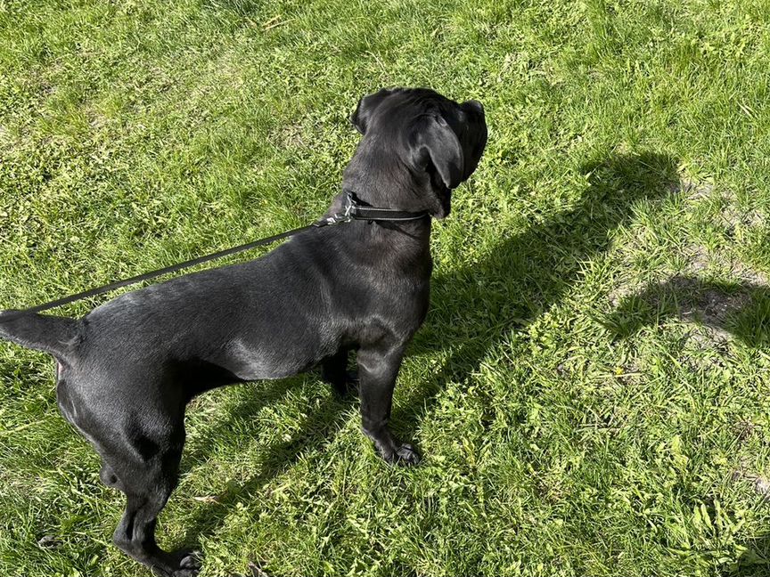 Щенок Кане Корсо девочка