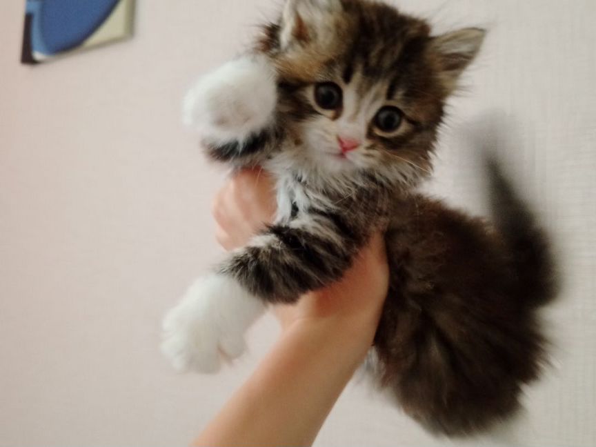 Милашки котята