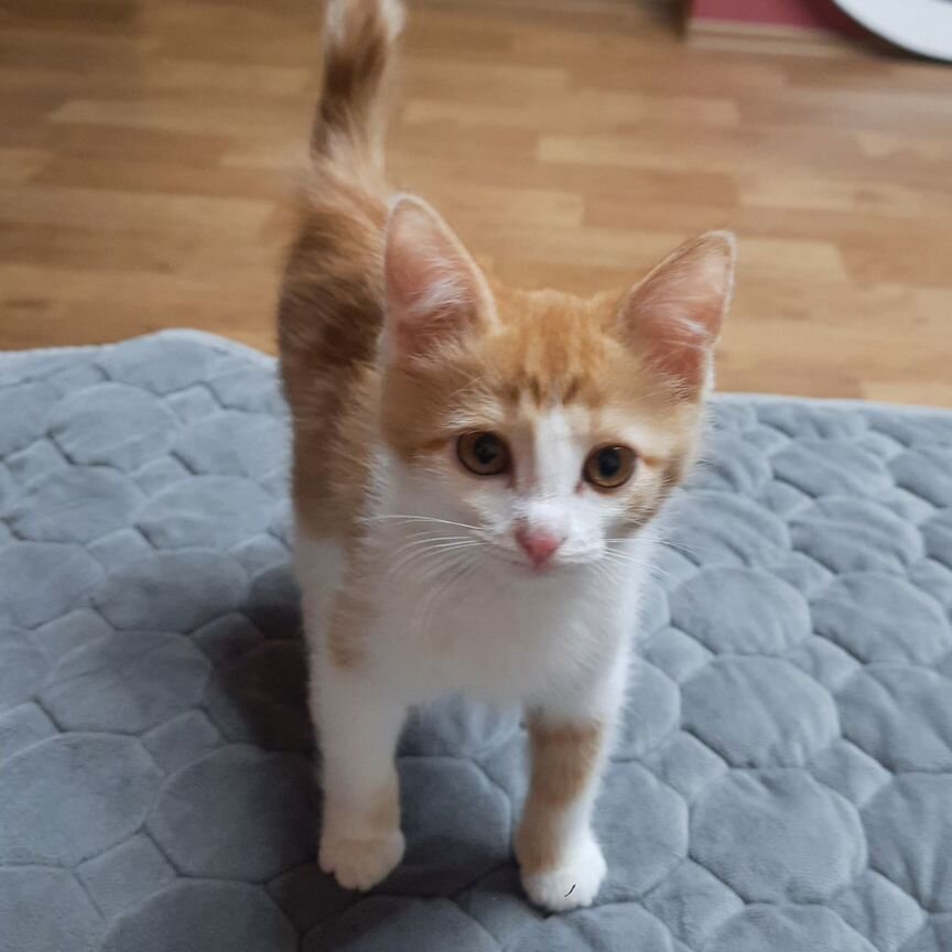 Кошечка в добрые руки