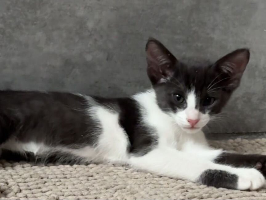 Ориентальный Котенок девочка