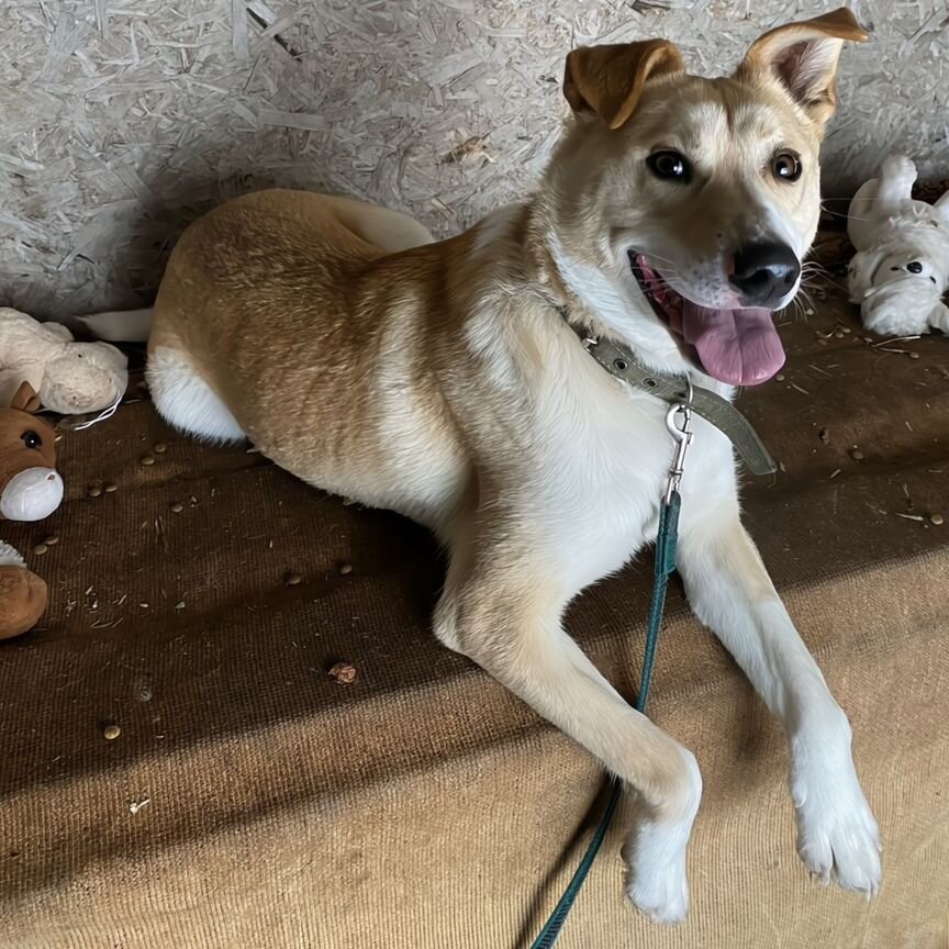 Взрослый пёс в добрые руки