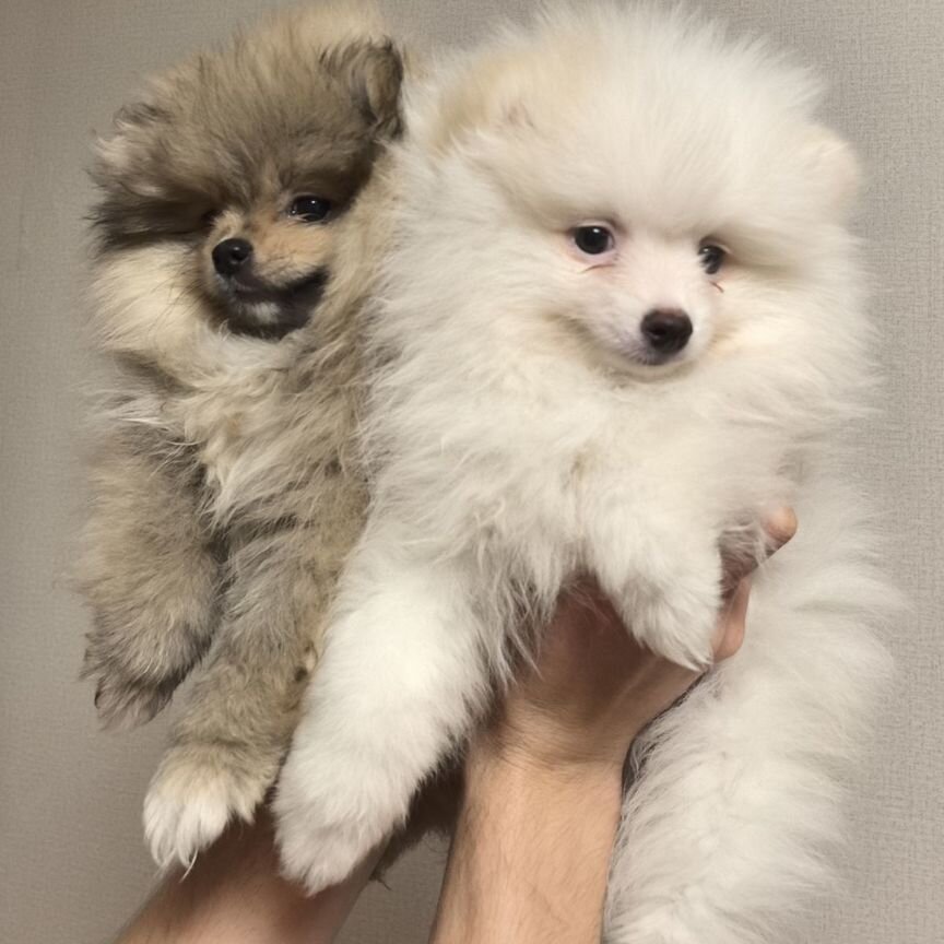 Немецкий шпиц, щенок