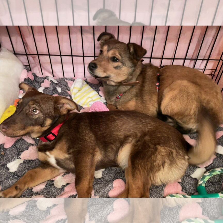 Щенок в добрые руки