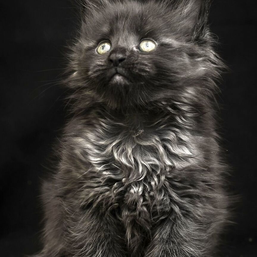 Котята мейн-кун девочка поли