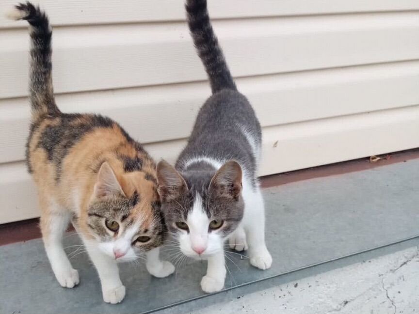 Котята в добрые руки
