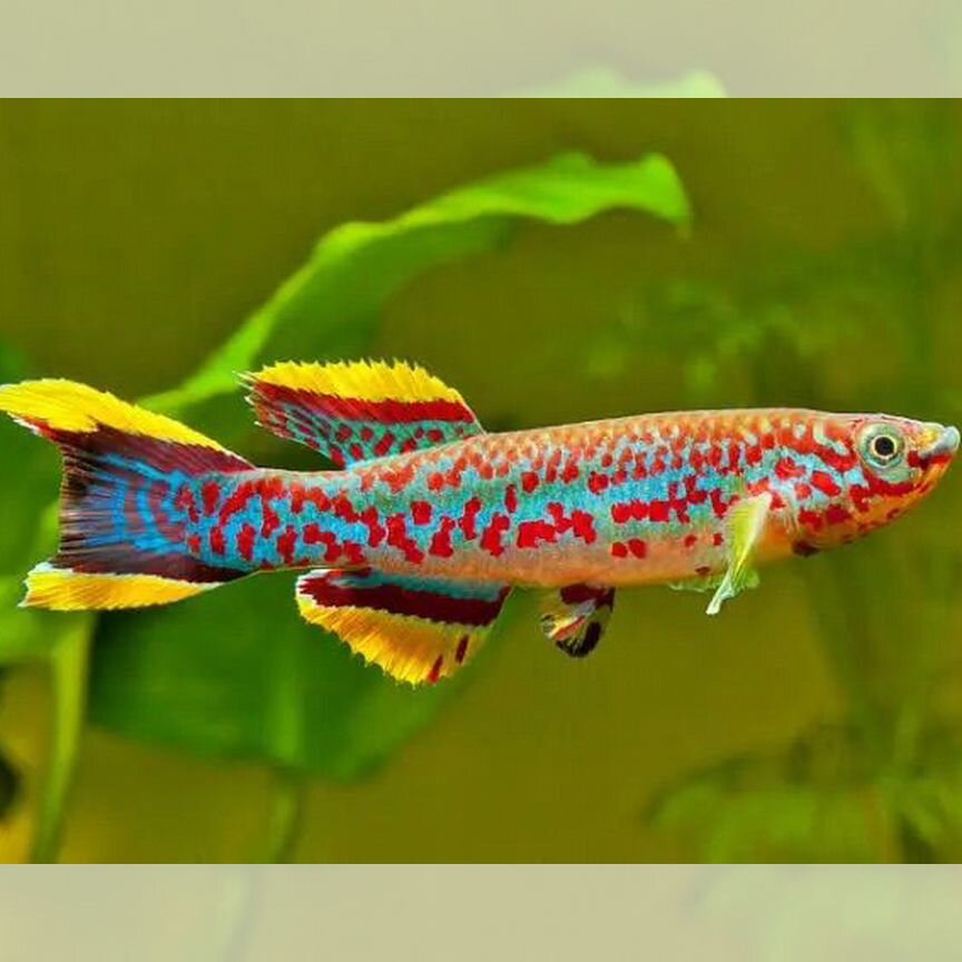 Афиосемион Гарднера (Fundulopanchax gardneri)