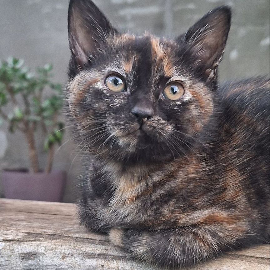 Трехцветная кошка