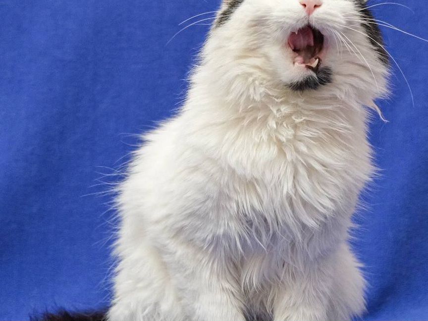 Кот сокровище ищет свой дом