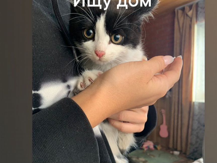 Котята в добрые руки