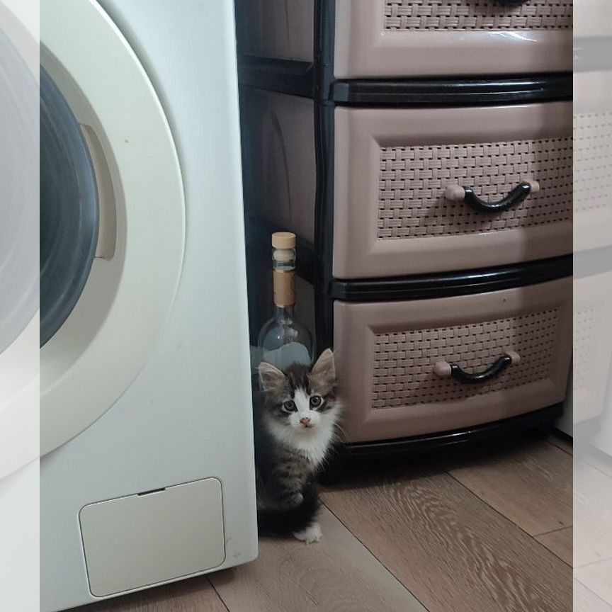Котенок