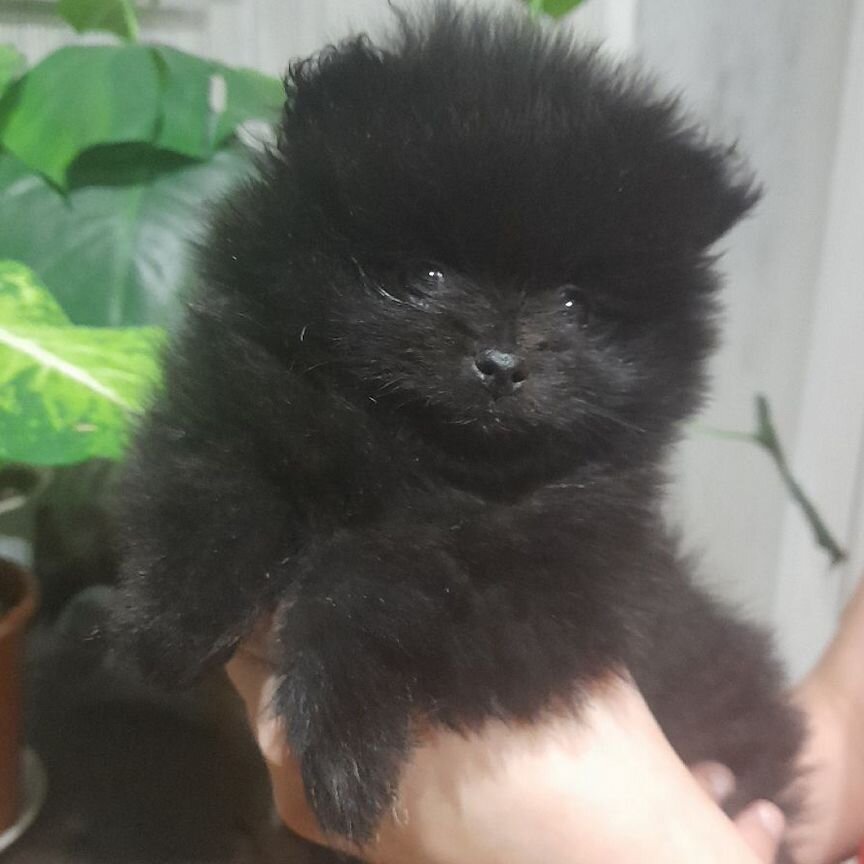 Померанский шпиц, щенок
