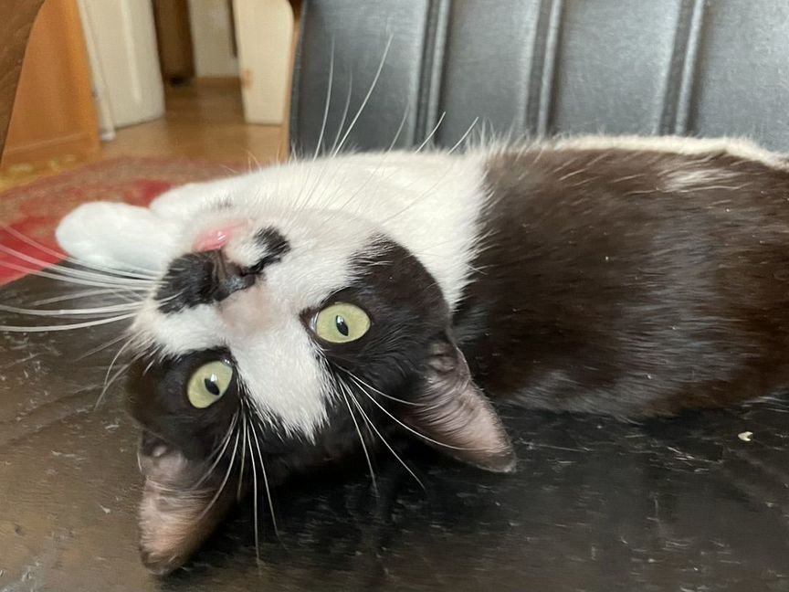 Черный котенок
