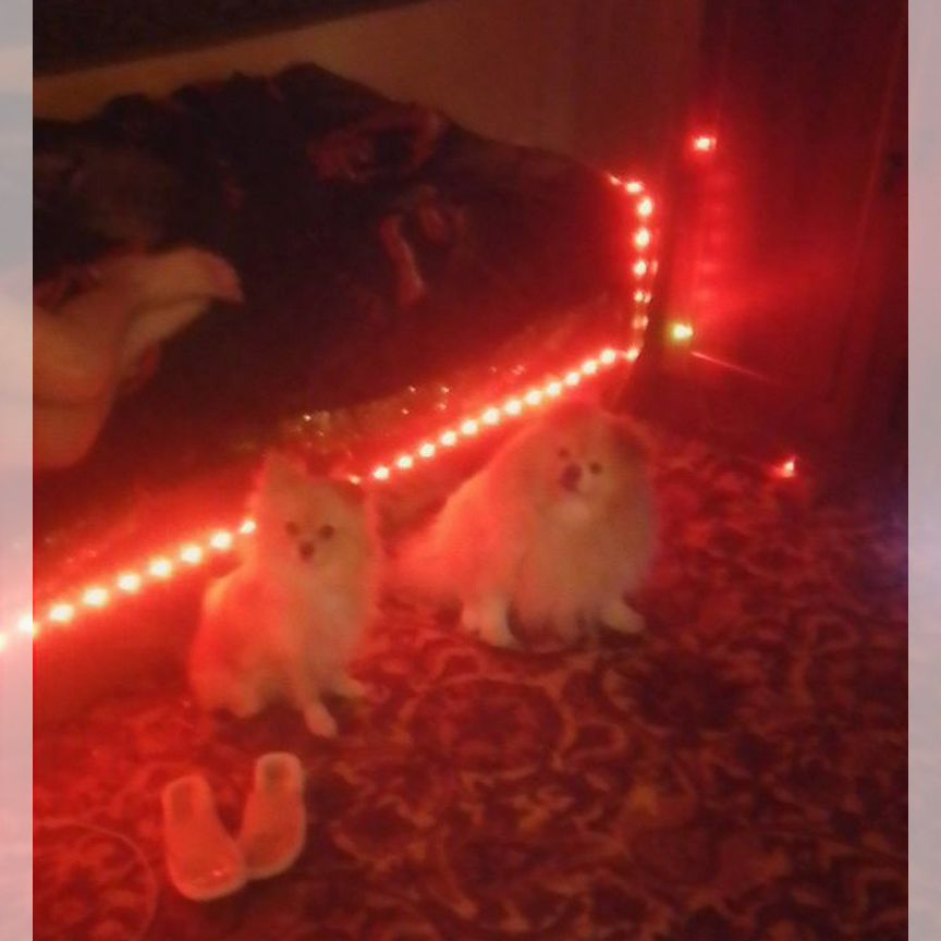 Померанский шпиц, взрослый пёс