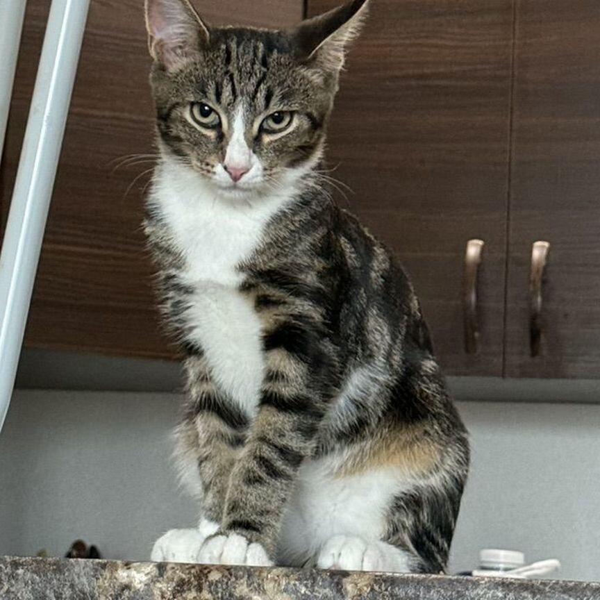 Котёнок в добрые руки