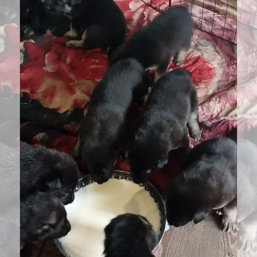 Восточноевропейская овчарка, щенок