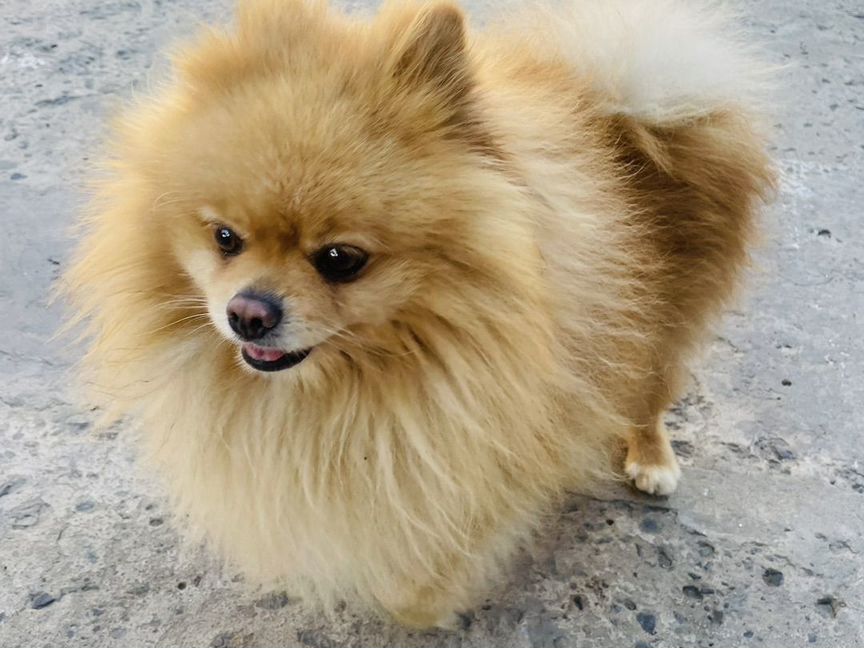 Померанский шпиц