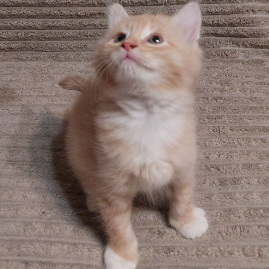 Котенок