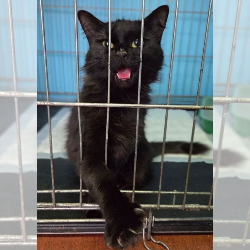 Взрослая кошка в добрые руки