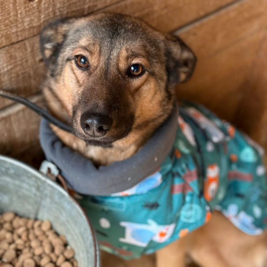 Молодая собака Саша ждет тебя в приюте