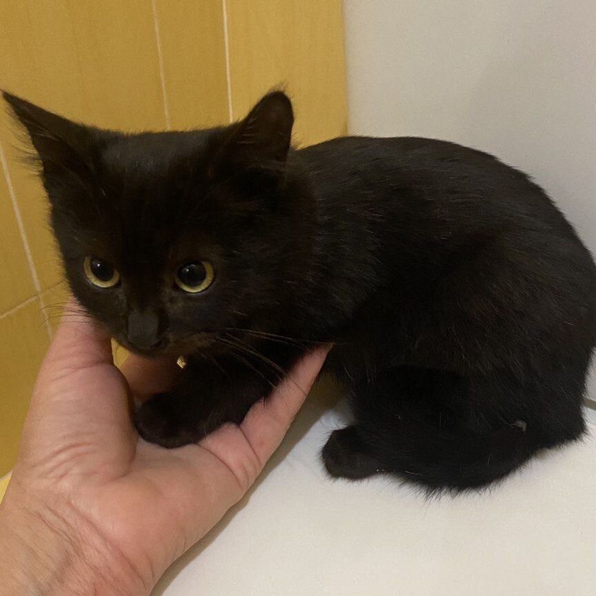 Ласковая черная кошечка в добрые руки
