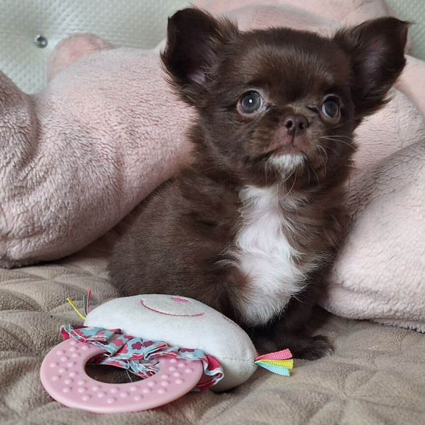 Мини-девочка д/ш чихуахуа