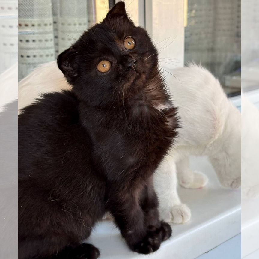 Шотландский вислоухий короткошёрстный котёнок