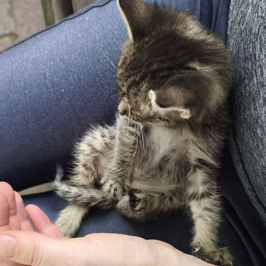 Котёнок в добрые руки