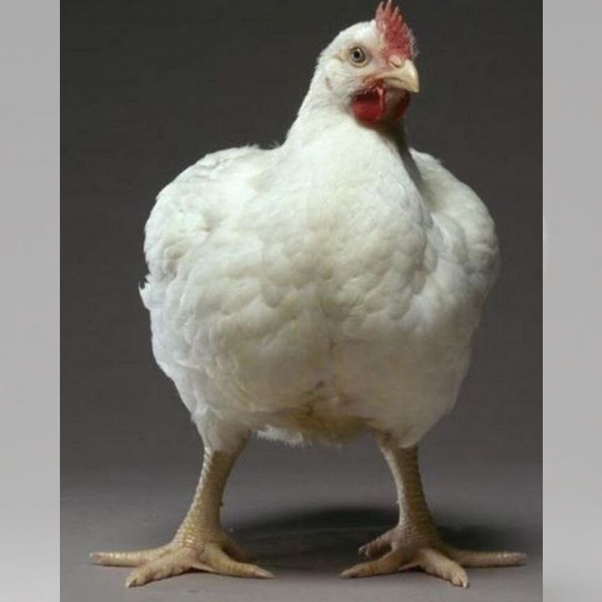 Куры бройлеры