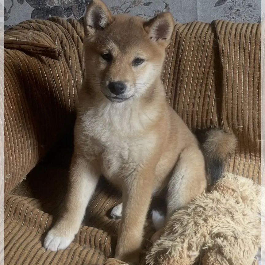 Сиба-ину, щенок