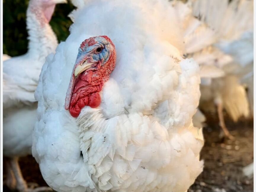 Мясо домашней индейки