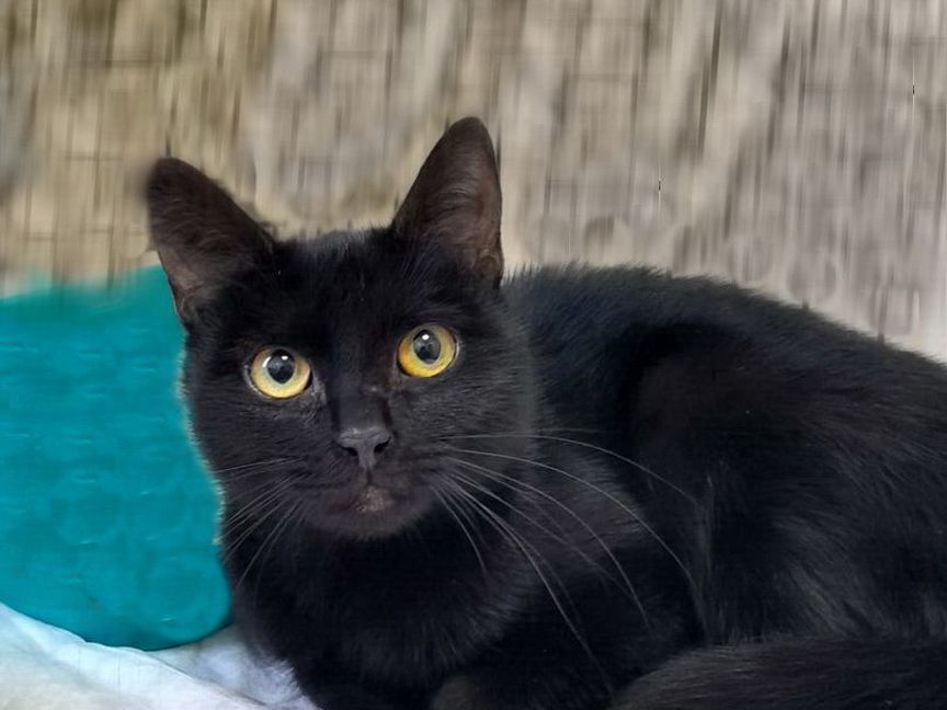 Баги одной лапкой на улице