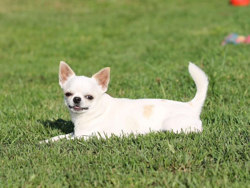 Чихуахуа мини мальчишка