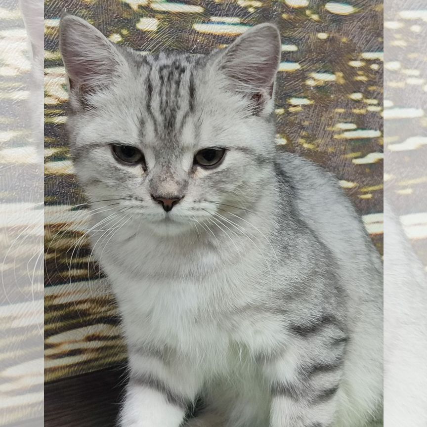 Серый шотландский котёнок