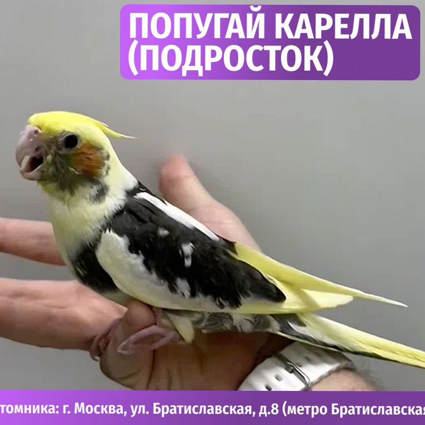 Попугай Карела подросток