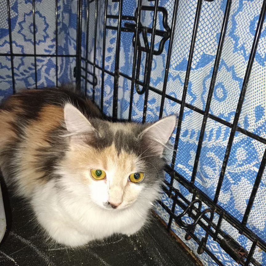 Котёнок-девочка