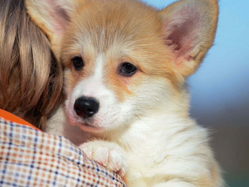 Щеночки вельш корги пемброк