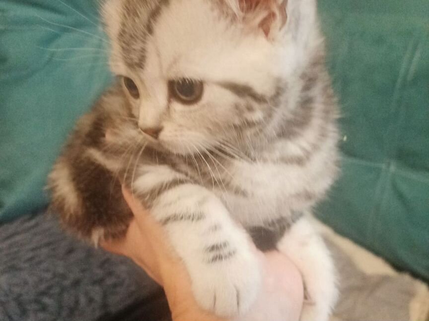 Шотландские котята