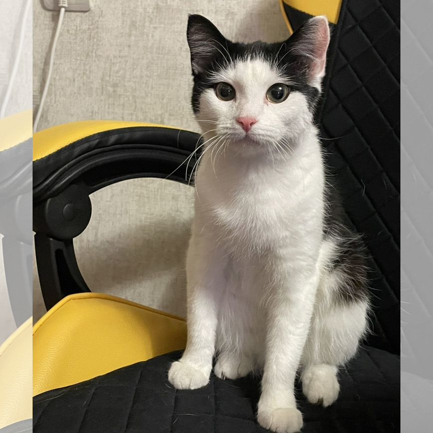 Взрослая, кошка в добрые руки