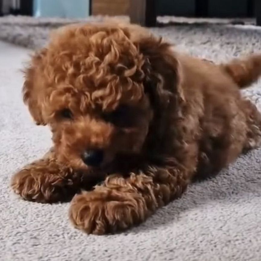 Той-пудель, щенок