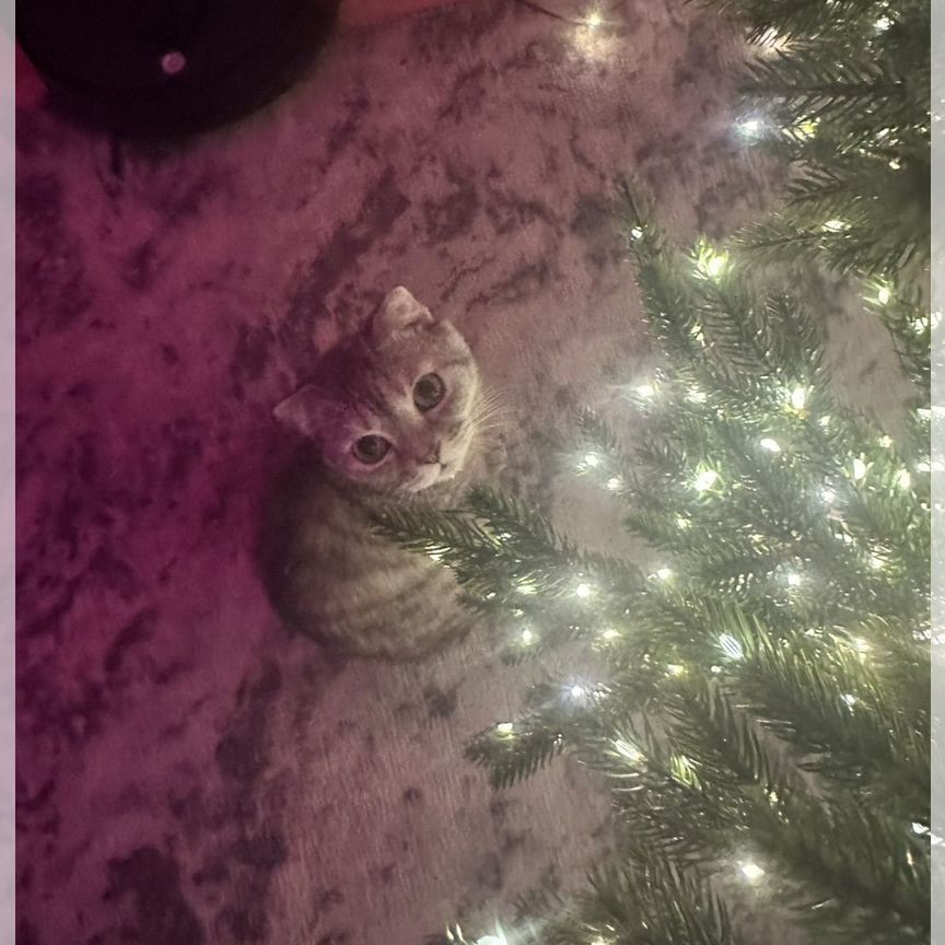 Шотландская вислоухая короткошёрстная, взрослая кошка