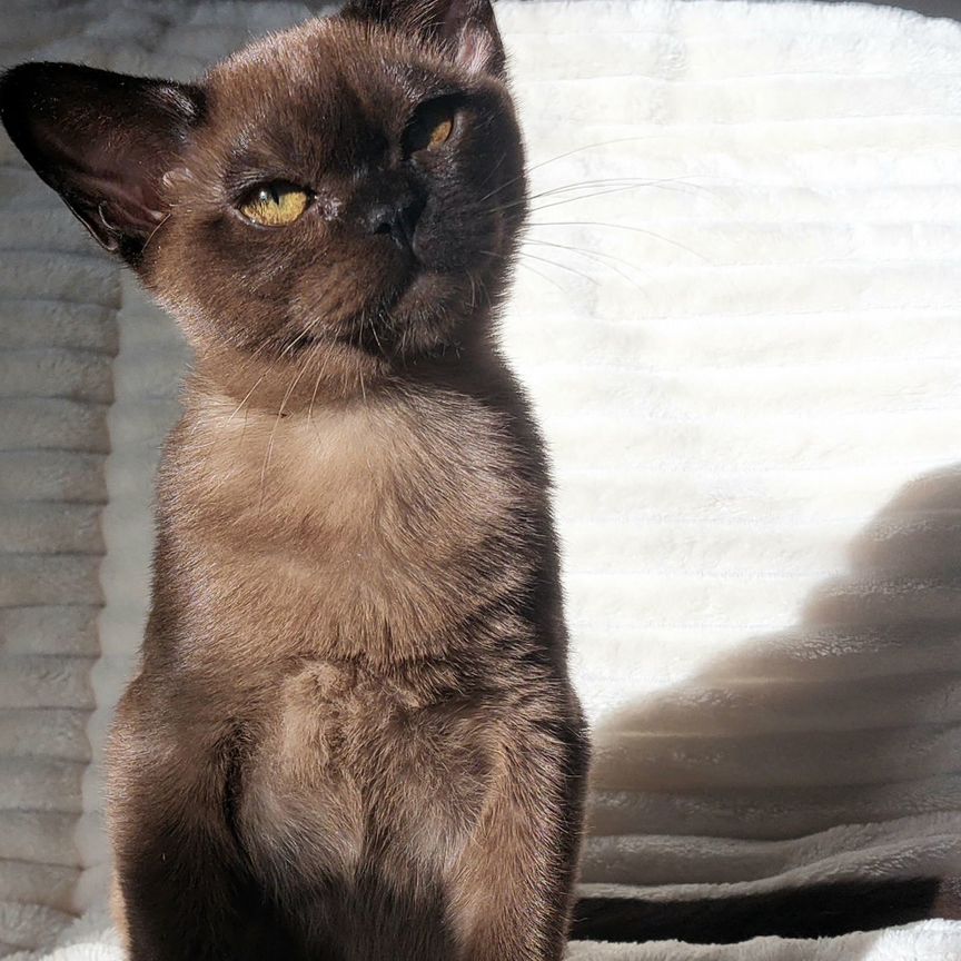 Котята европейской бурмы