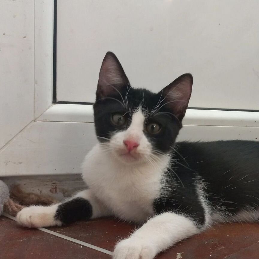 Котенок мальчик в добрые руки бесплатно