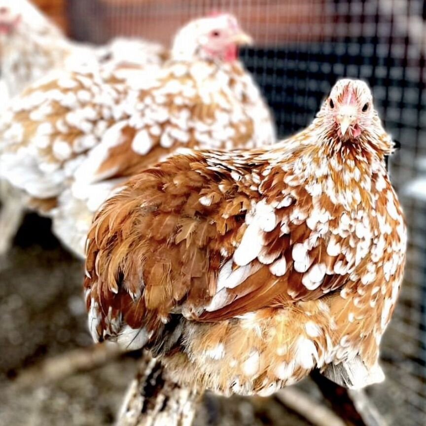 Карликовый кохинхин. Инкубационное яйцо